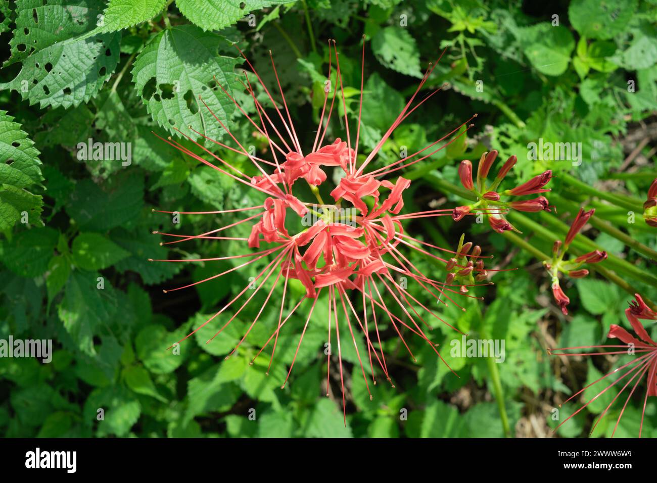 Close-up of Lycoris radiata aka red spider lily, red magic lilly ...