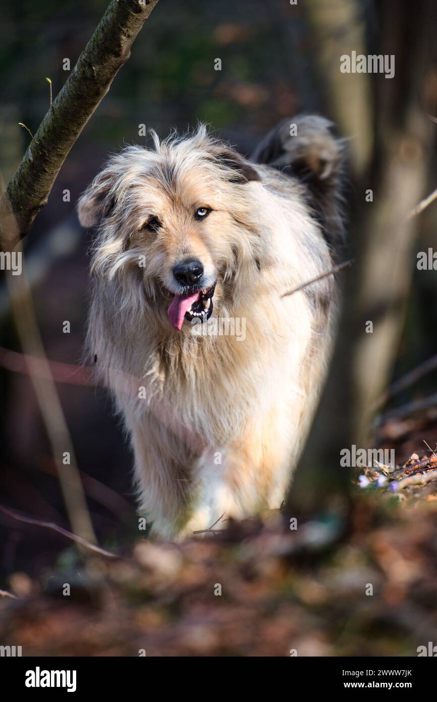 Bergamasco sheepdog or bergamese shepherd hi-res stock photography and ...