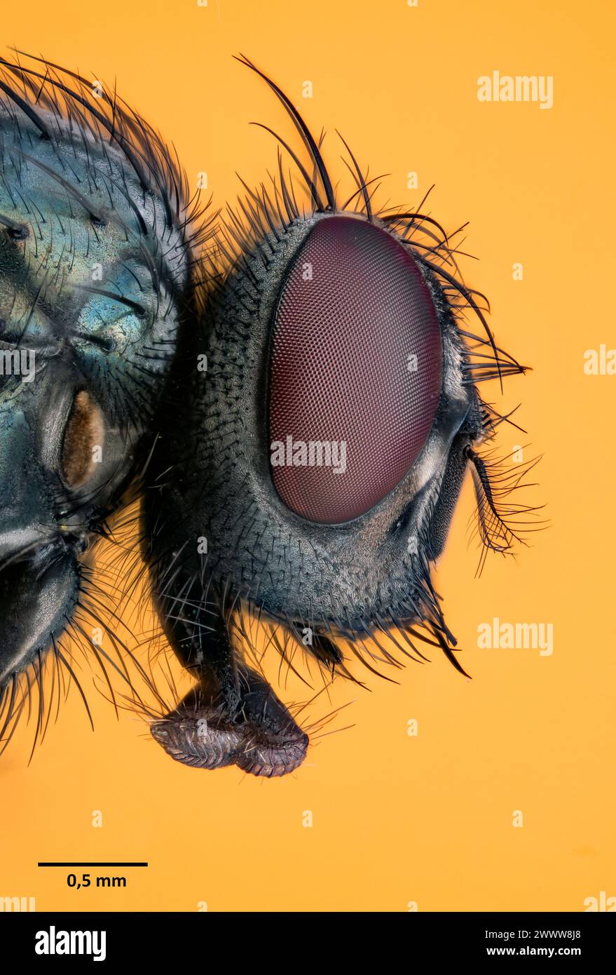 Musca domestica mouth hi-res stock photography and images - Alamy