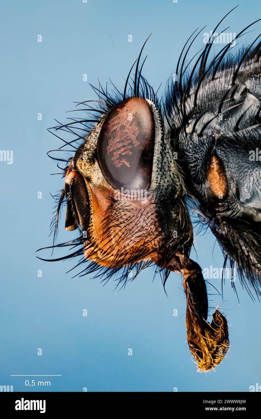 The face and mouthparts of the blue bottle fly (Calliphora vomitora ...