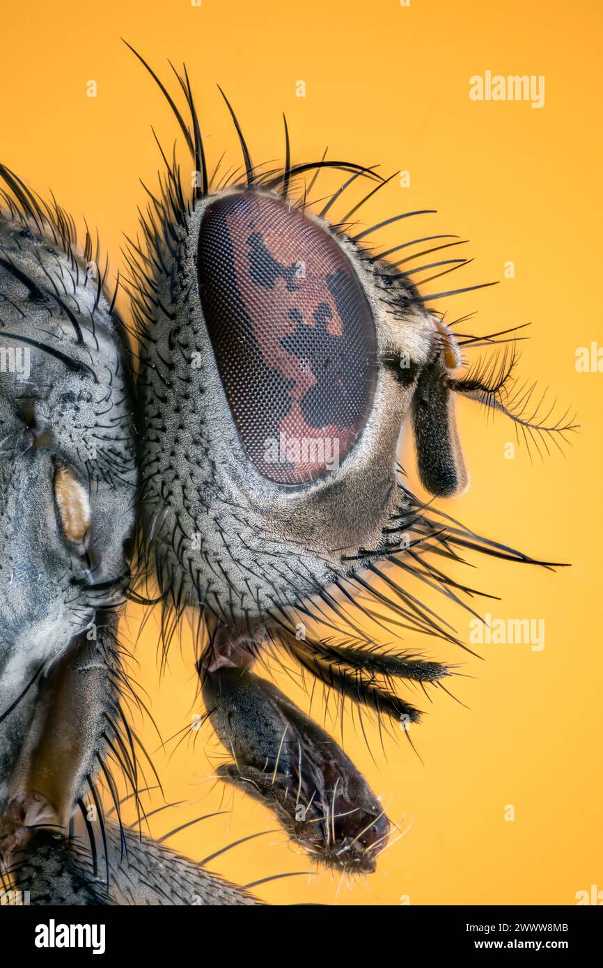 Tovinger hi-res stock photography and images - Alamy