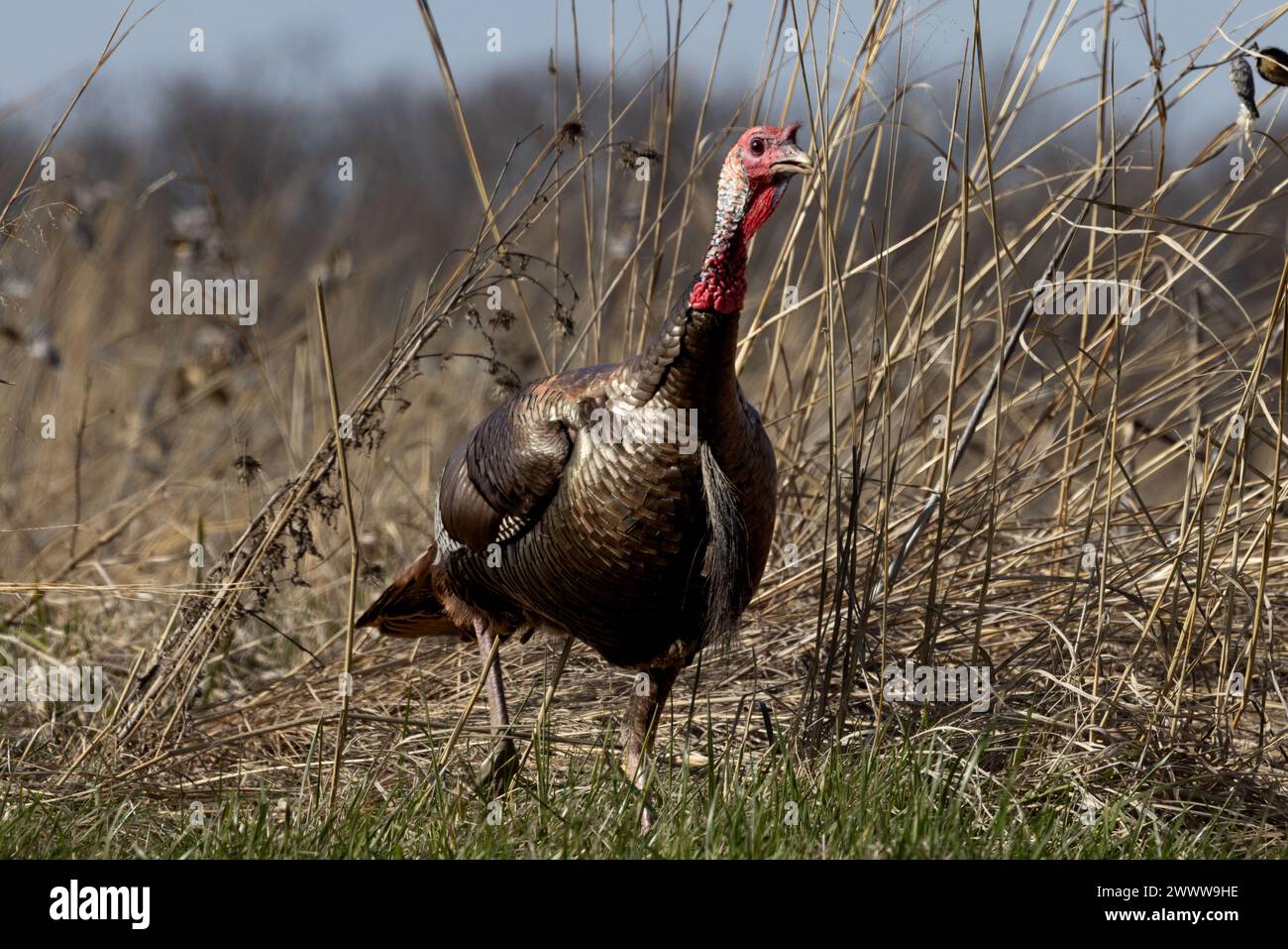 Tom springfield hi-res stock photography and images - Alamy
