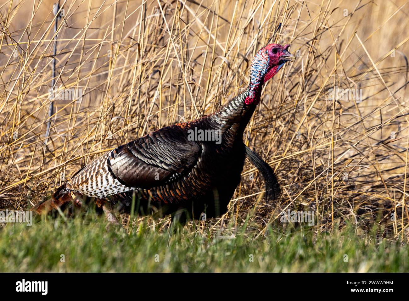 Tom springfield hi-res stock photography and images - Alamy