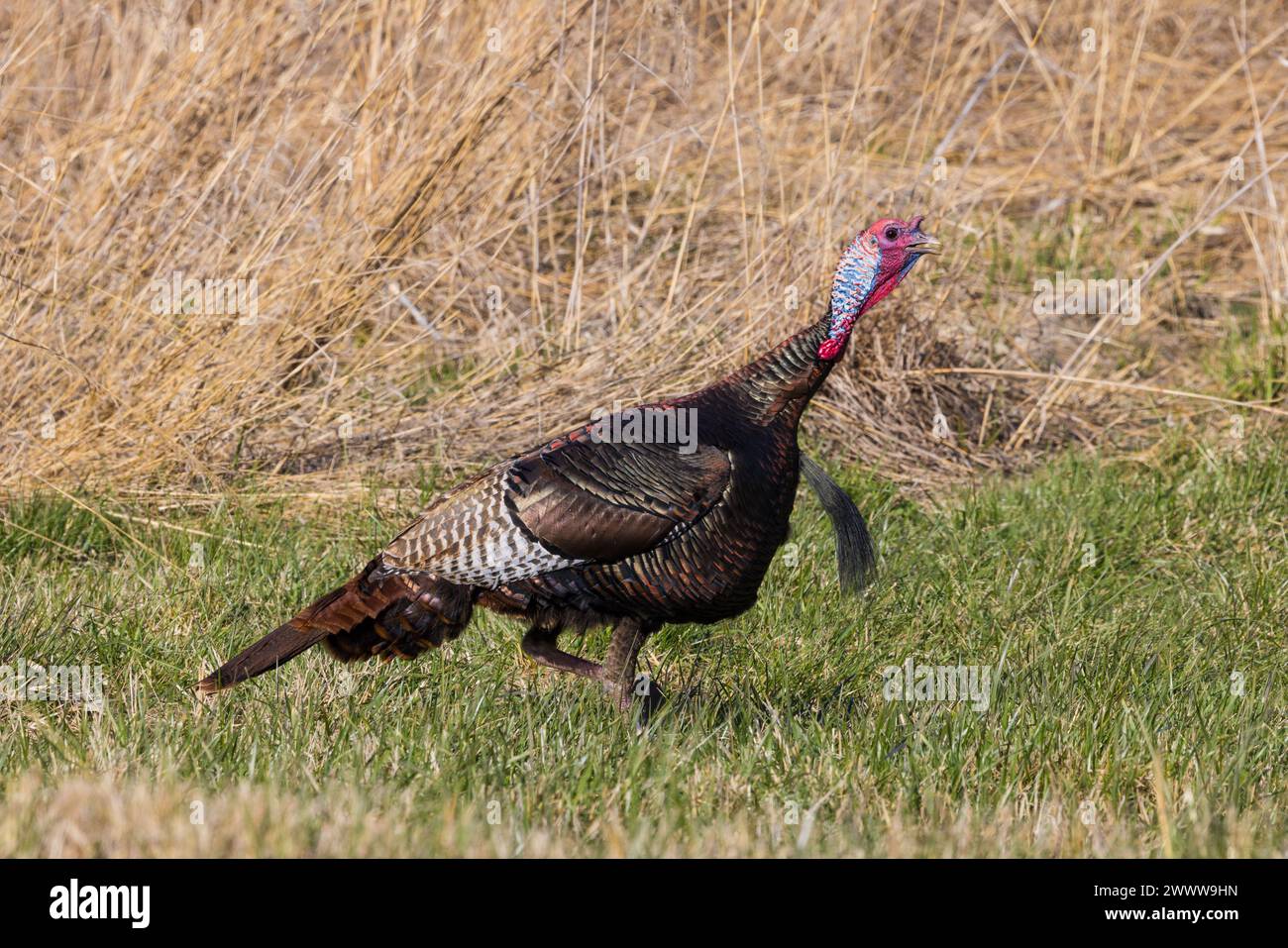 Tom springfield hi-res stock photography and images - Alamy