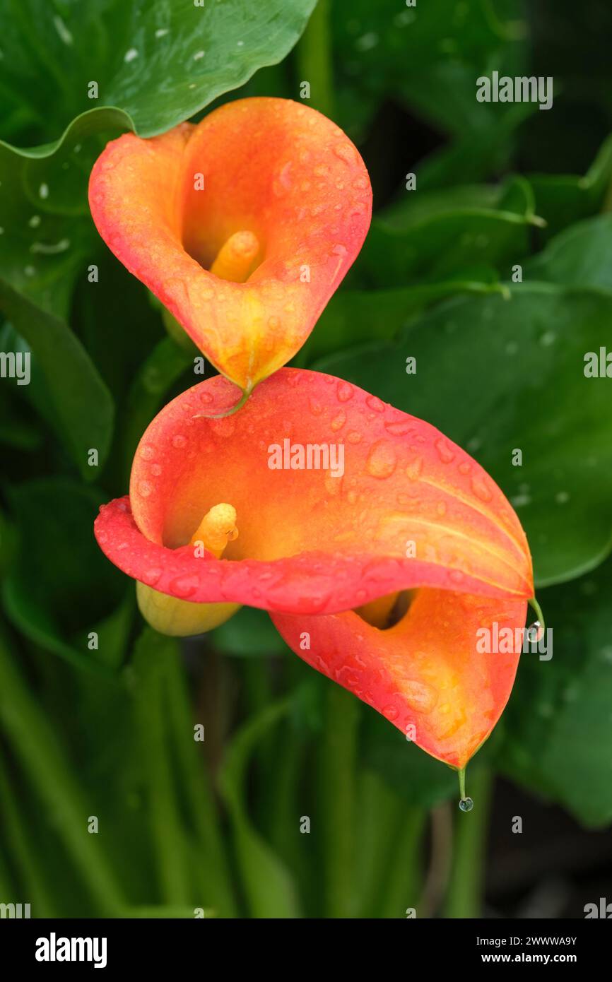 Zantedeschia Captain Brunello, Arum Lily, calla lily, funnel-shaped ...