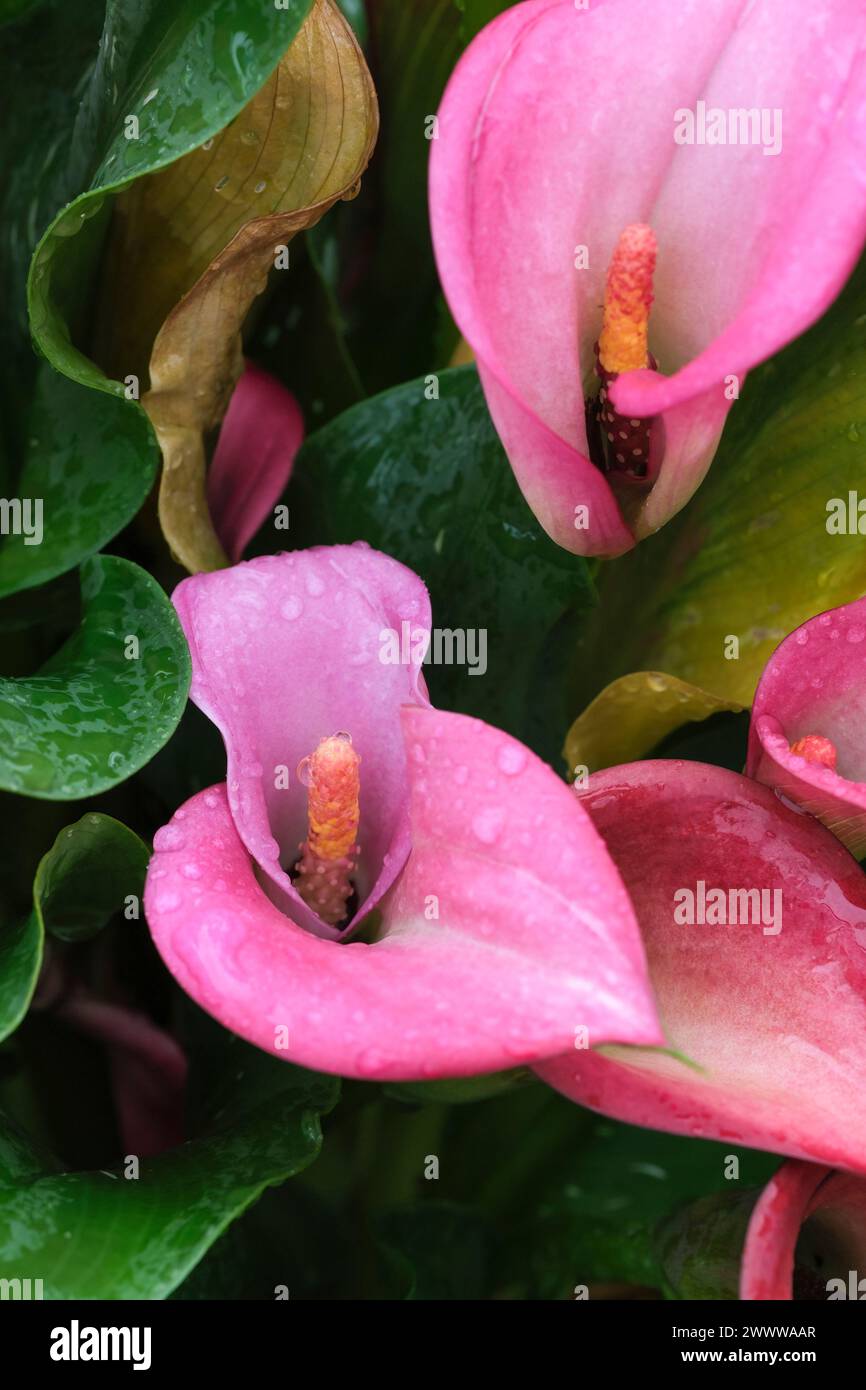 Calla Lily Captain Samba, zantedeschia Captain Samba, Pink/Cerise Arum ...