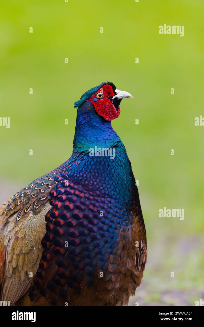 Common pheasant Phasianus colchicus, adult male portrait, Suffolk ...