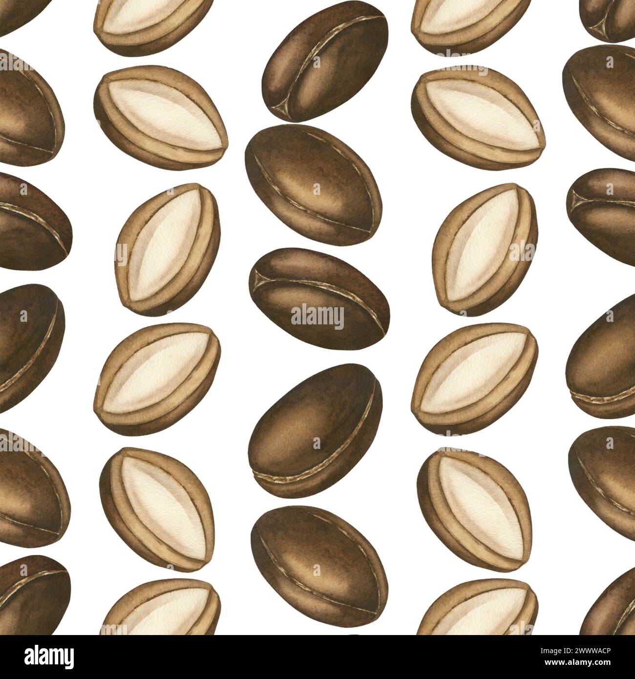 Seamless pattern of Argan tree seeds. Brown Argan nut with leaves ...