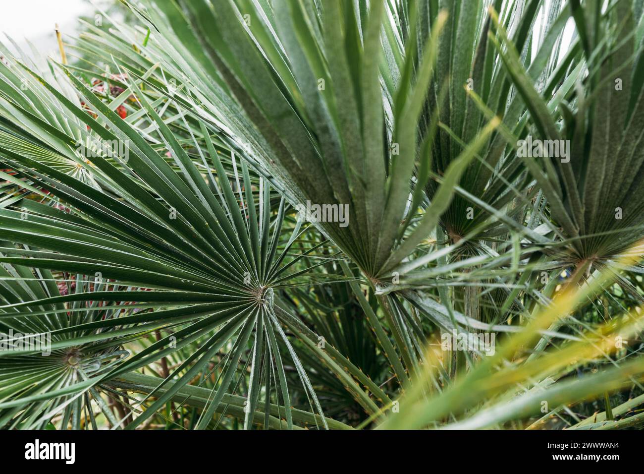 A detailed view of the sharp, pointed leaves of a yucca plant, creating ...