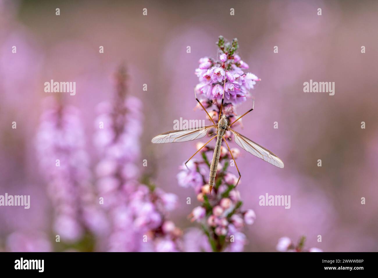 Heather fly hi-res stock photography and images - Alamy