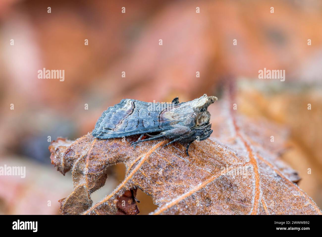 Dark Spectacle Moth; Abrostola triplasia; on Leaf; UK Stock Photo - Alamy