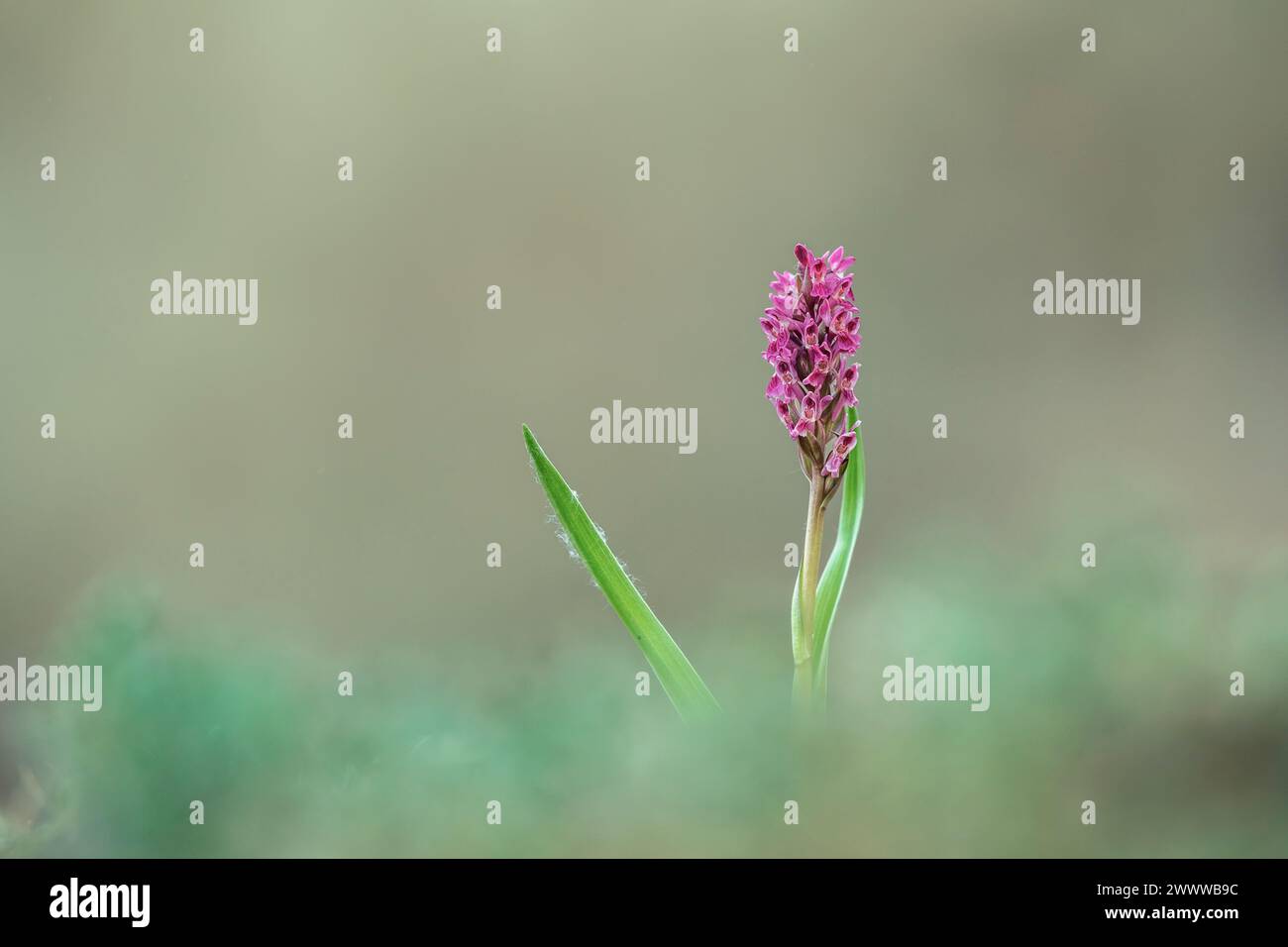 Pink marsh orchid hi-res stock photography and images - Alamy