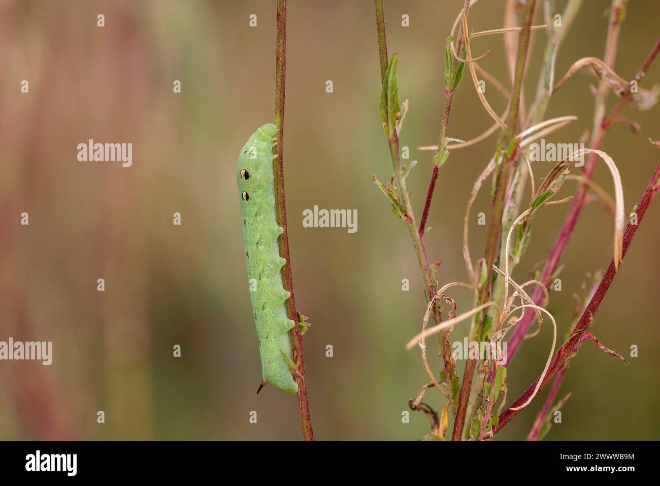 Elephant hawk moth larva hi-res stock photography and images - Alamy