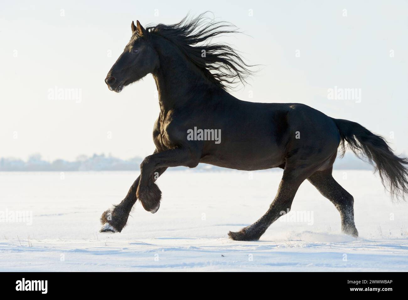Friesian horse stallion galloping in the field in winter Stock Photo ...