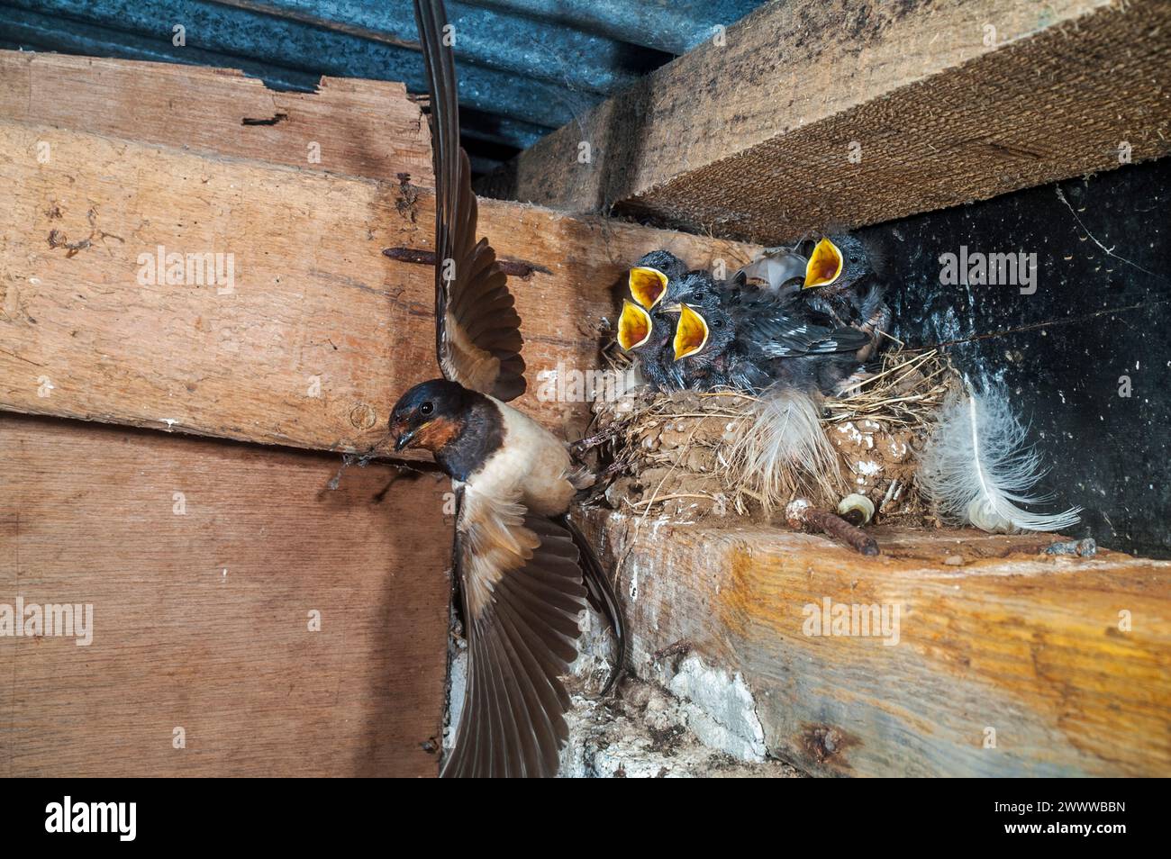 Barn swallow nest hi-res stock photography and images - Alamy