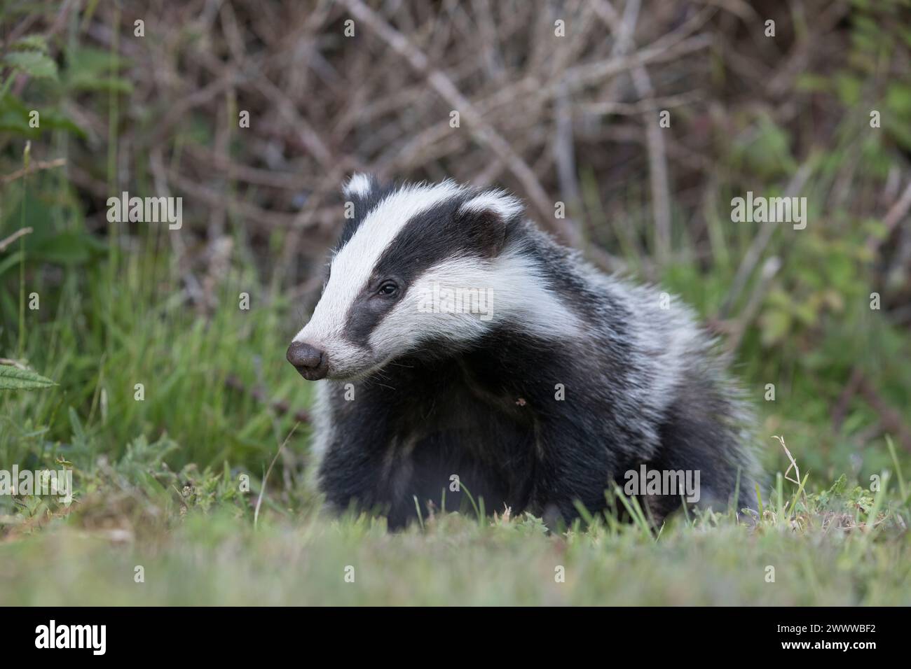 Badger; Meles meles; Cub; UK Stock Photo - Alamy