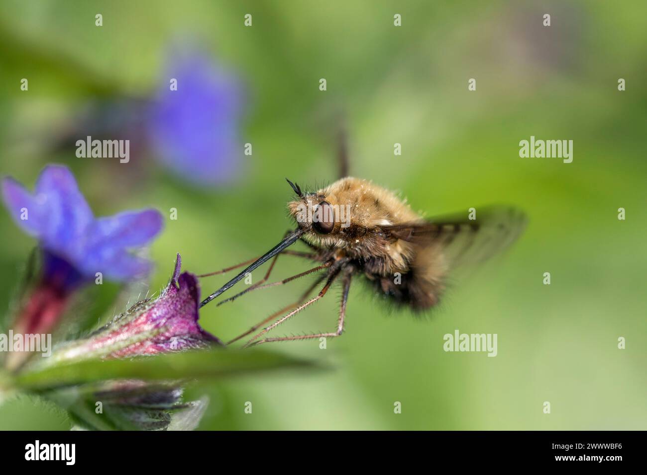 Dotted Bee Fly; Bombylius discolor; Flight; UK Stock Photo - Alamy
