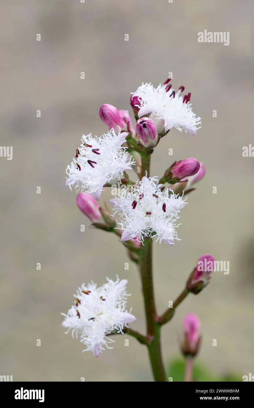 Bogbean; Menyanthes trifoliata; Flowering; UK Stock Photo - Alamy