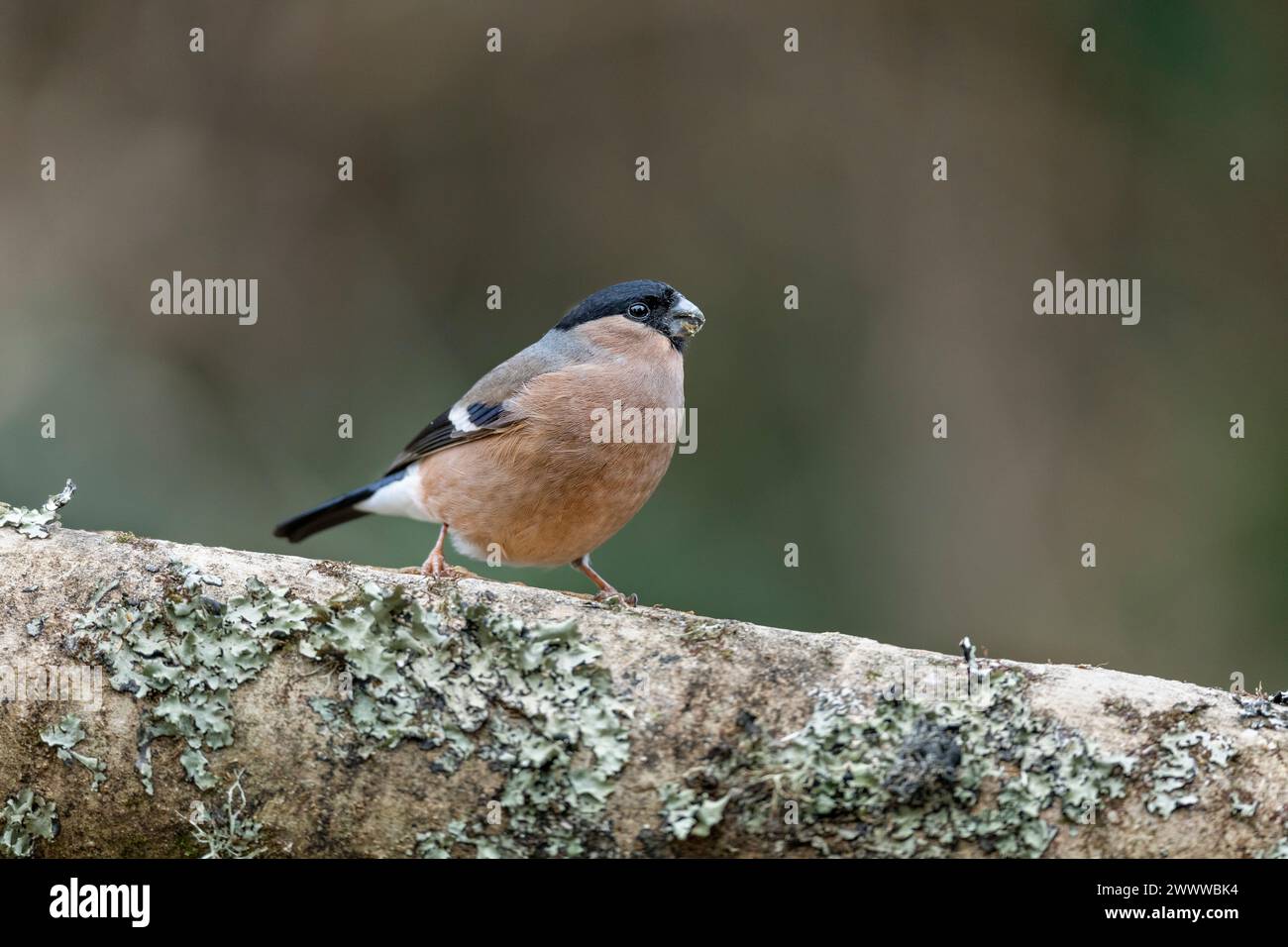 Female bullfinch fauna hi-res stock photography and images - Alamy