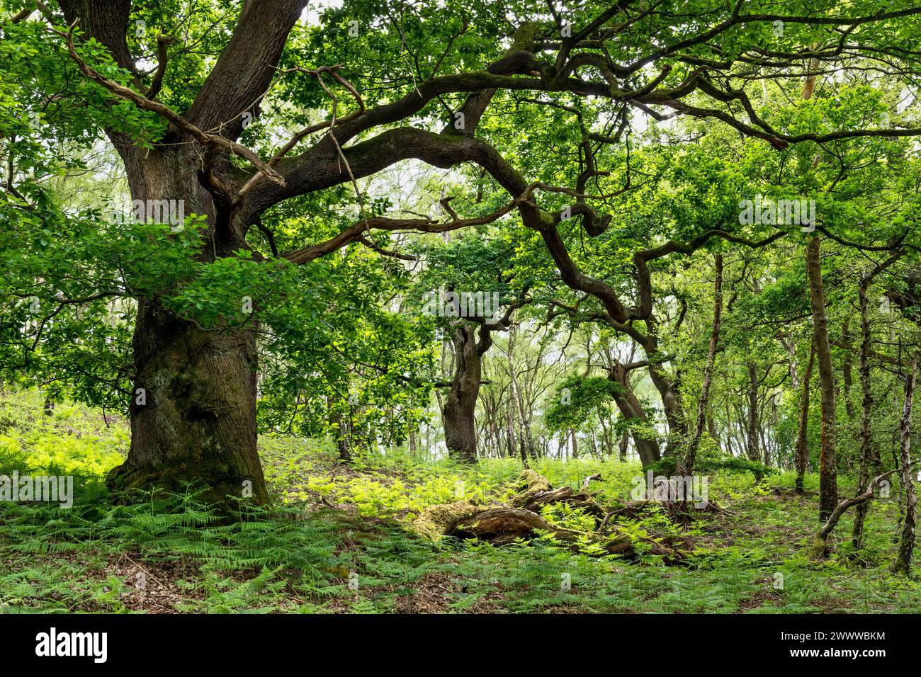 Brocton coppice hi-res stock photography and images - Alamy