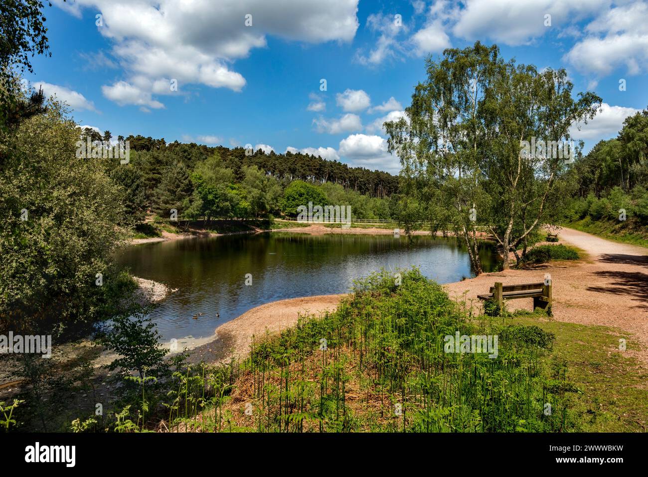 Cannock Chase; Fairoak Pools; Staffordshire; UK Stock Photo - Alamy
