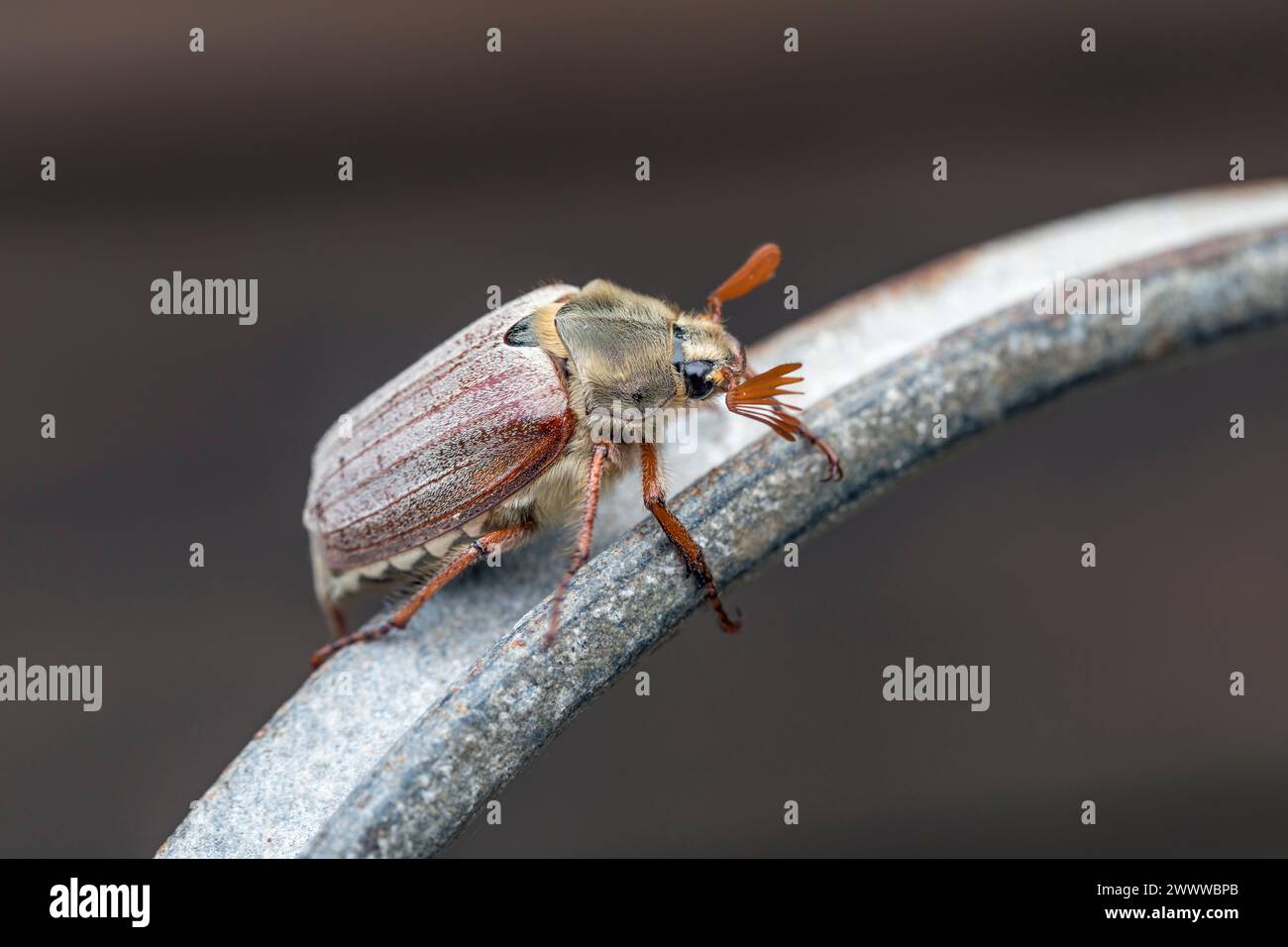Cockchafer bug hi-res stock photography and images - Alamy