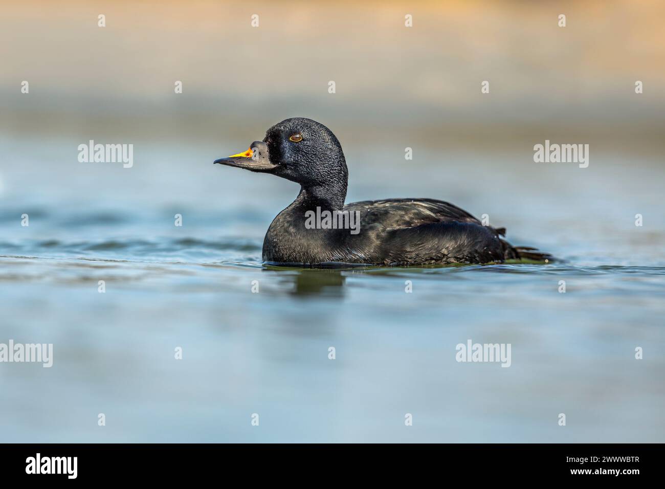 Common Scoter; Melanitta nigra; Male; UK Stock Photo - Alamy