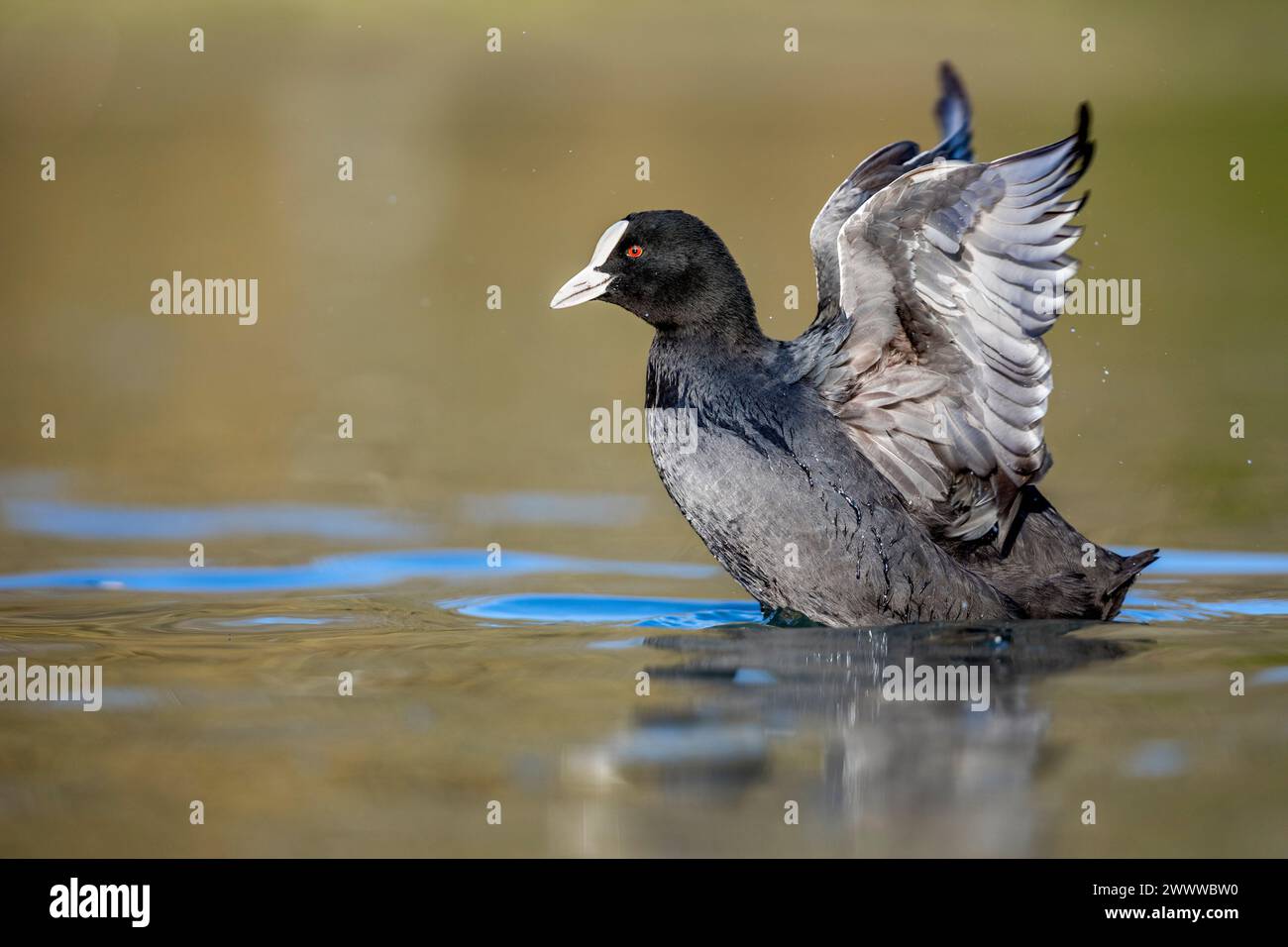 Stretching wings water hi-res stock photography and images - Alamy