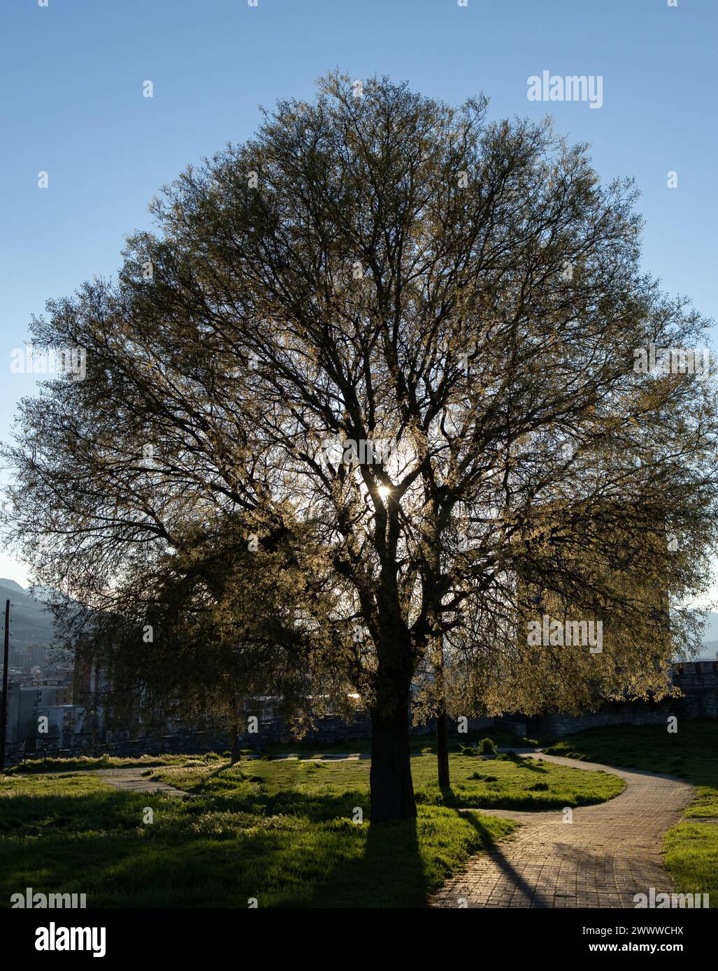 American elm tree in Central park in spring, summer, with sun shining ...