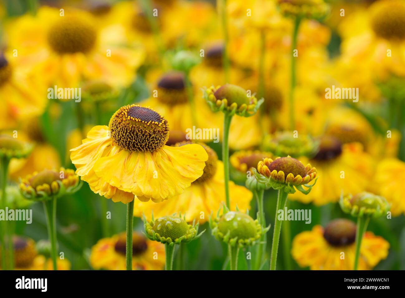 El dorado hi-res stock photography and images - Alamy