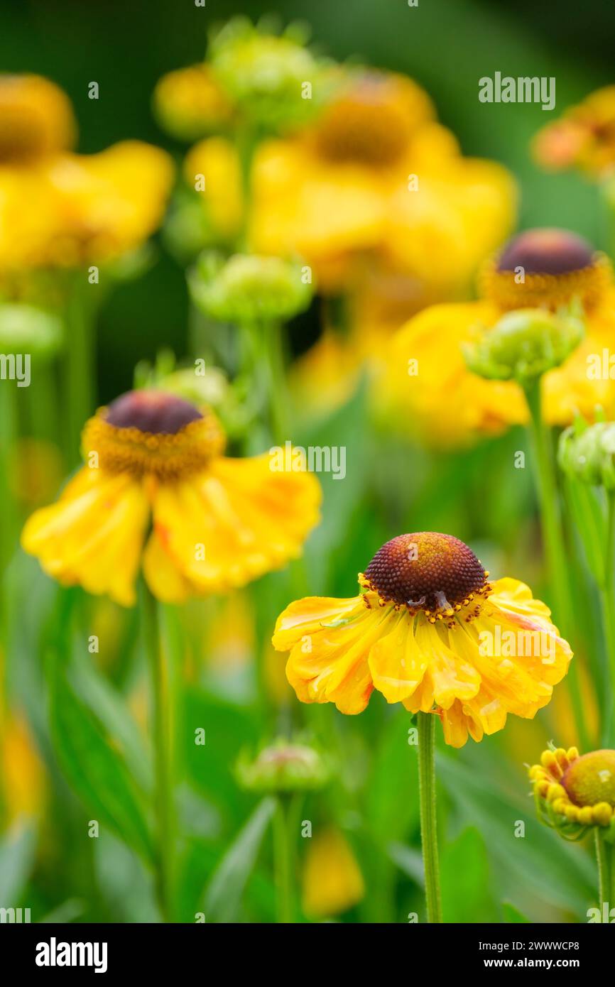 El dorado hi-res stock photography and images - Alamy