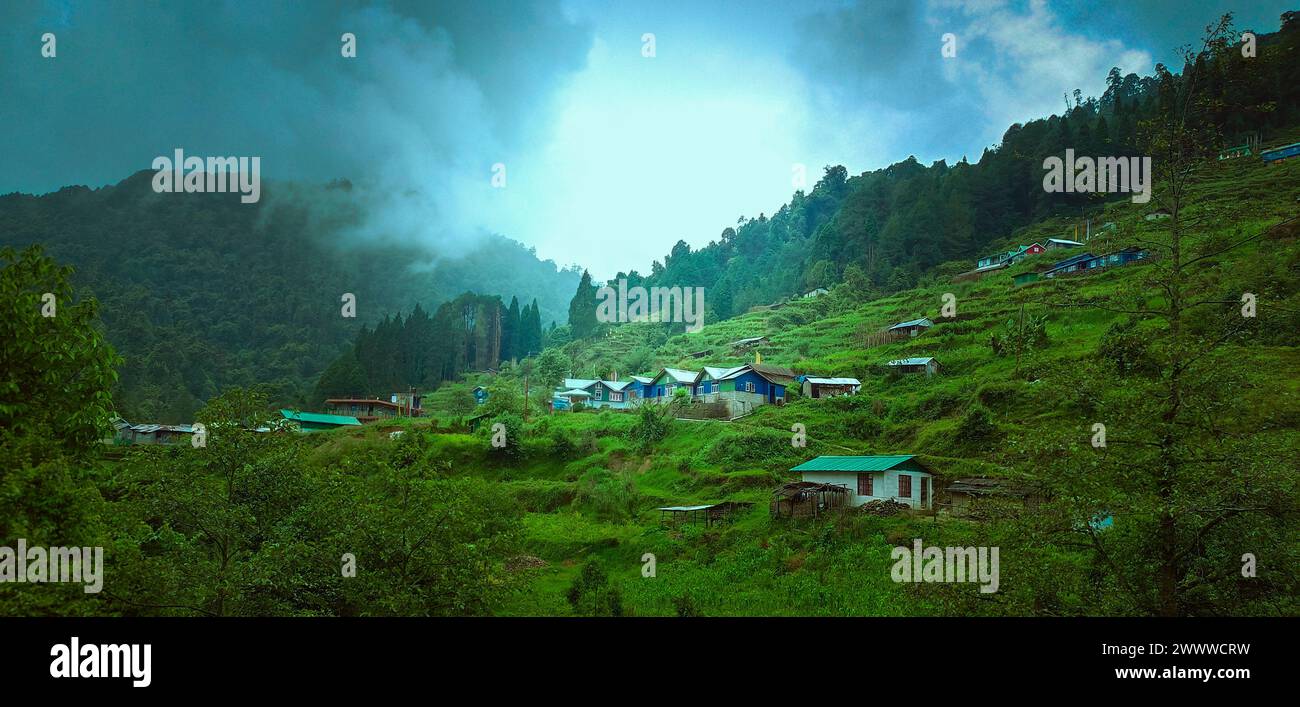 Sikkim tree hi-res stock photography and images - Alamy