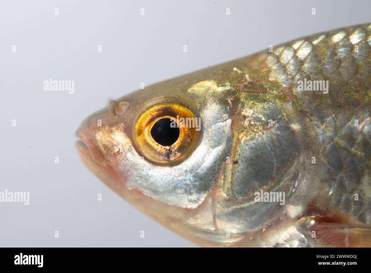 Rudd fish uk hi-res stock photography and images - Alamy
