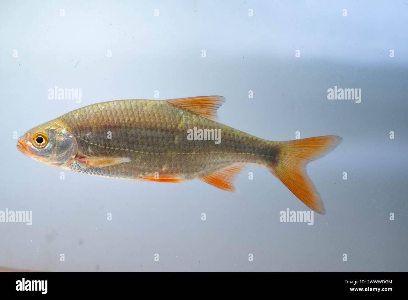 roach x rudd hybrid adult fish Stock Photo - Alamy
