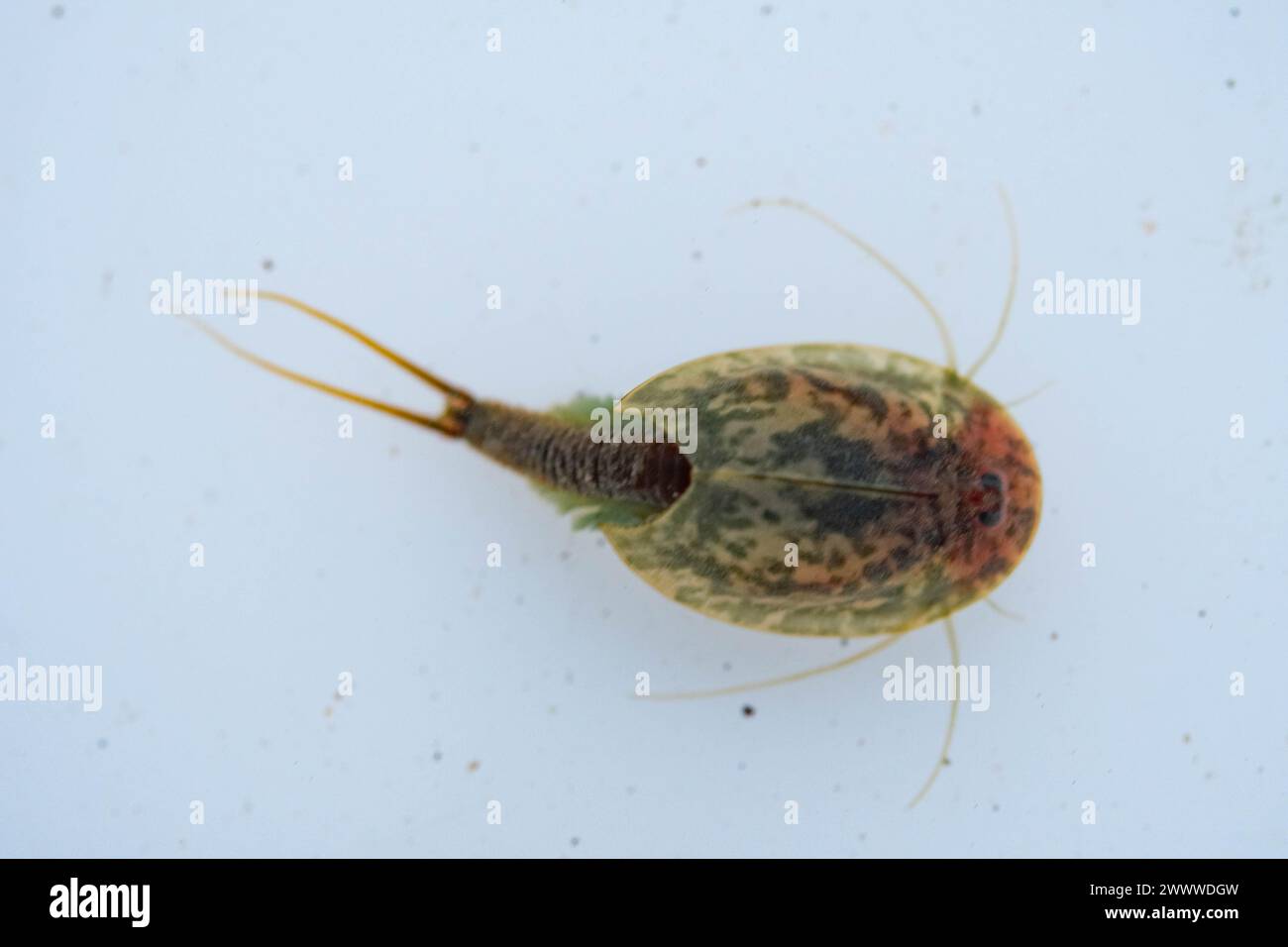 Triops shrimp hi-res stock photography and images - Alamy
