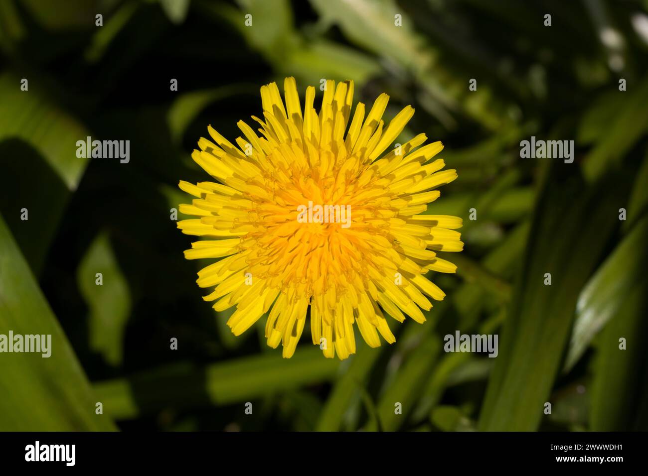 Temperate herb hi-res stock photography and images - Alamy