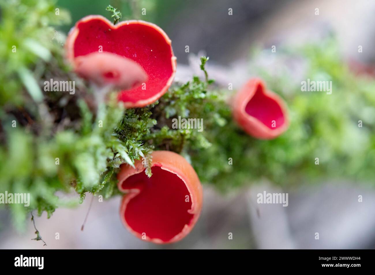 scarlet elf cap mushroom in millers dale Stock Photo - Alamy