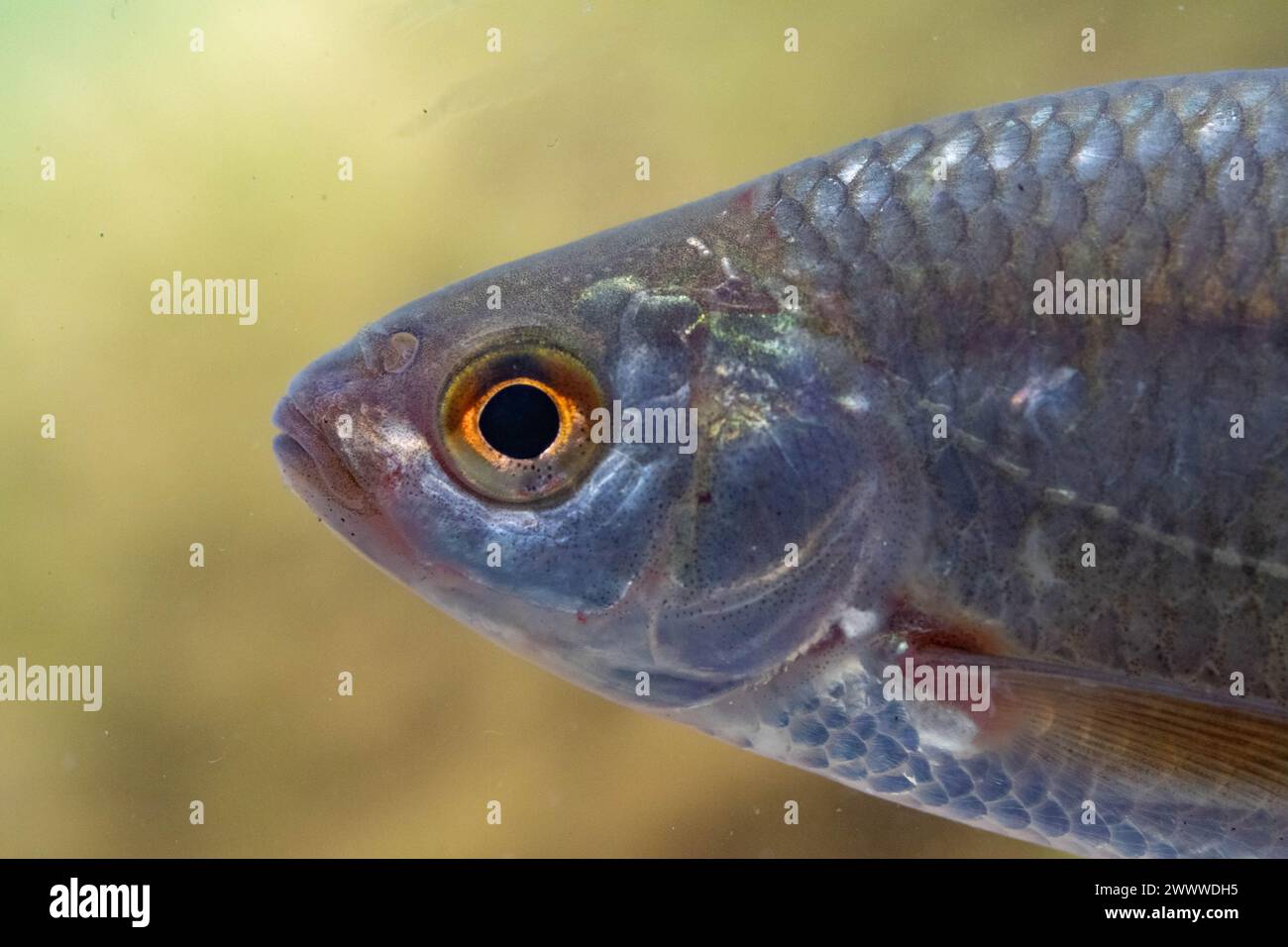 Rudd fish uk hi-res stock photography and images - Alamy