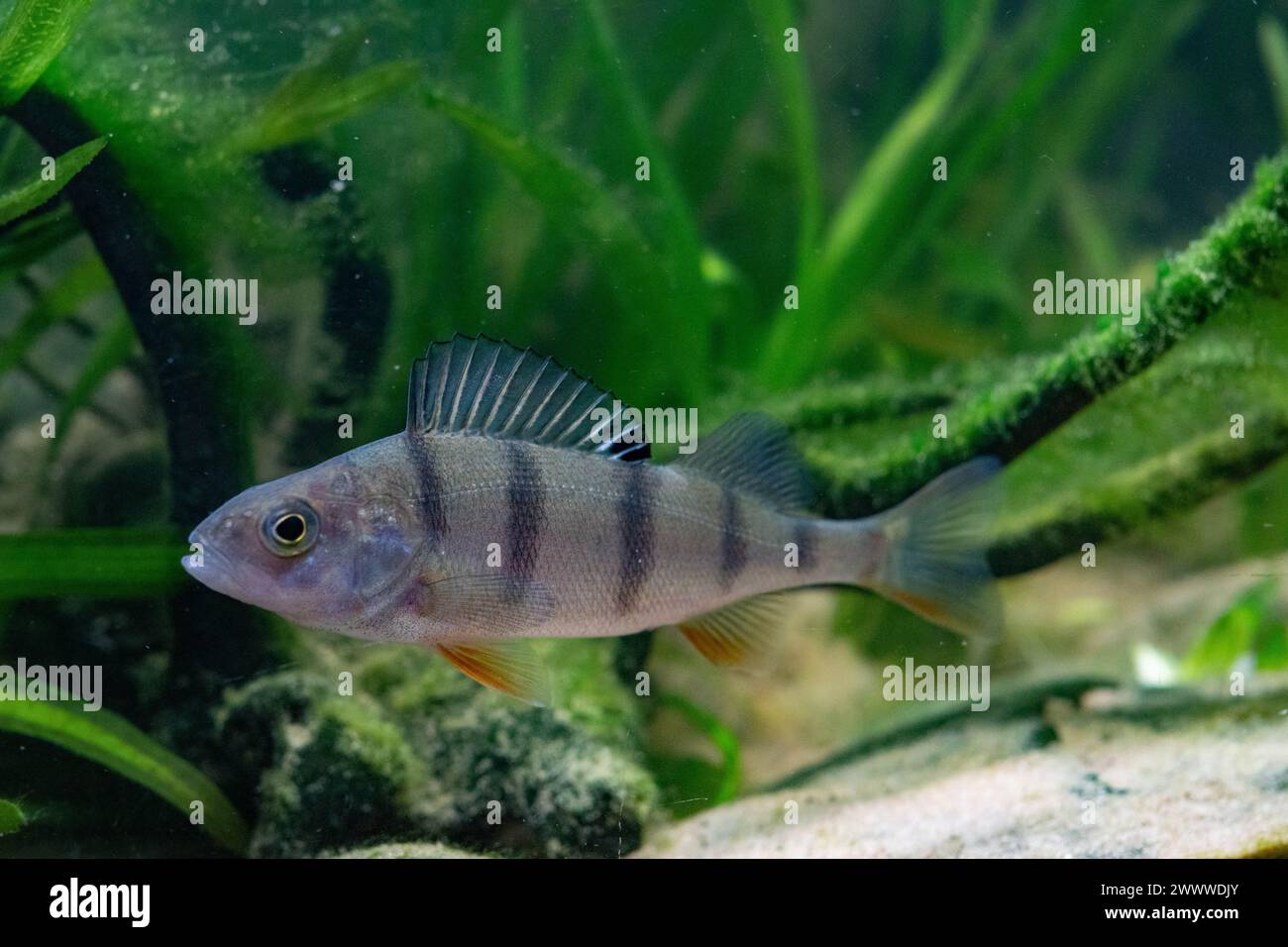 Fin up hi-res stock photography and images - Alamy