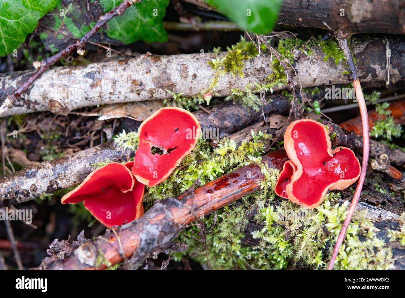 scarlet elf cap mushroom in millers dale Stock Photo - Alamy