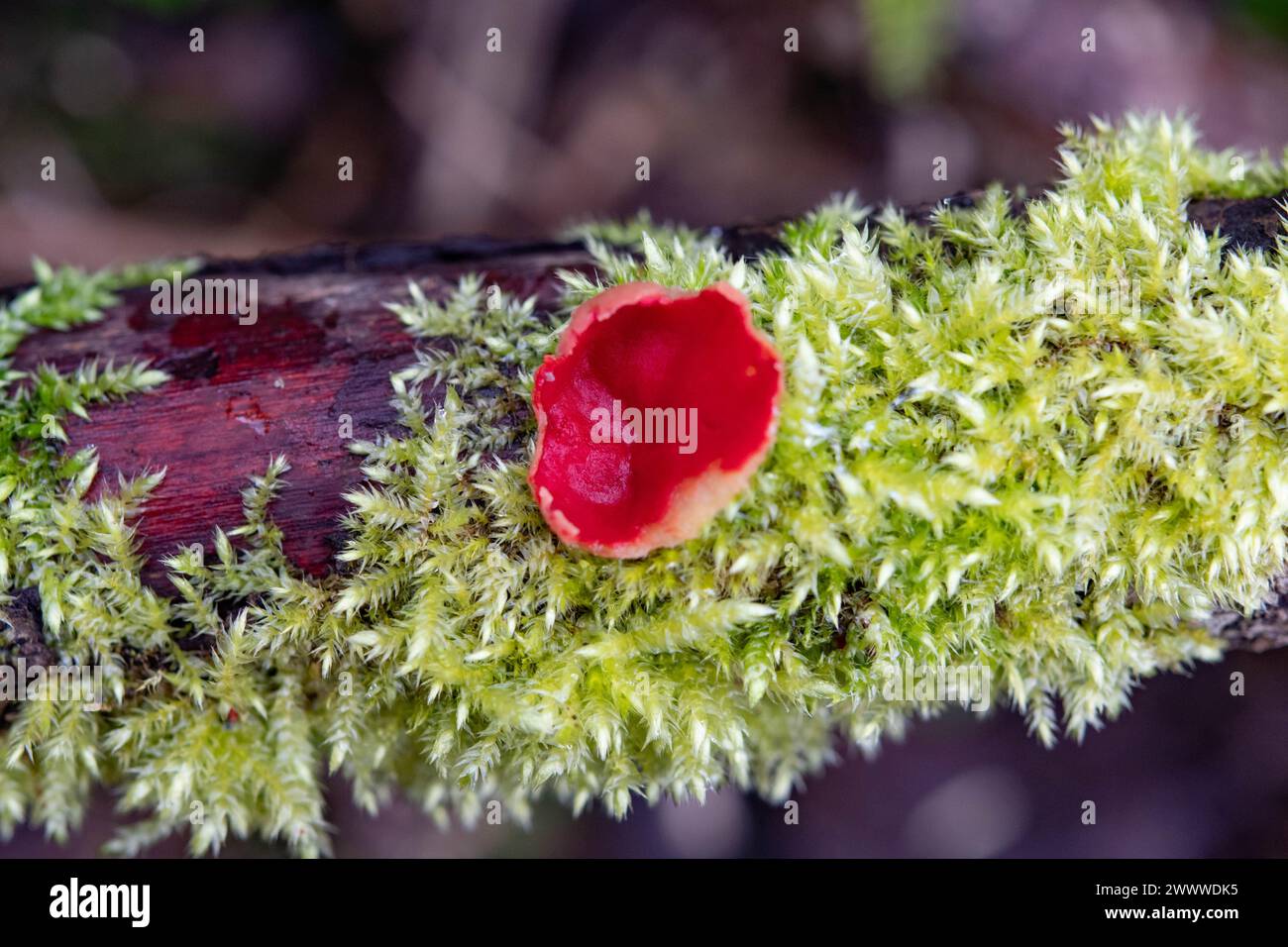 scarlet elf cap mushroom in millers dale Stock Photo - Alamy