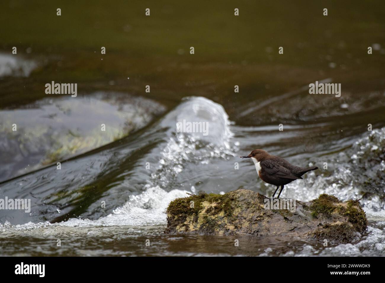 dipper on a large rock Stock Photo - Alamy