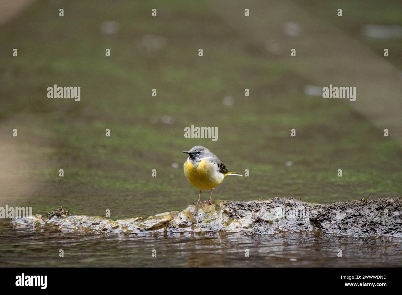 Grey wagtail uk winter hi-res stock photography and images - Alamy