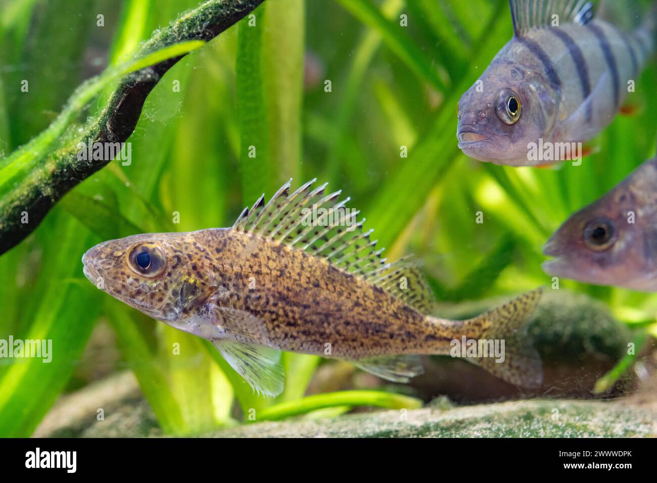 ruffe and perch Stock Photo - Alamy