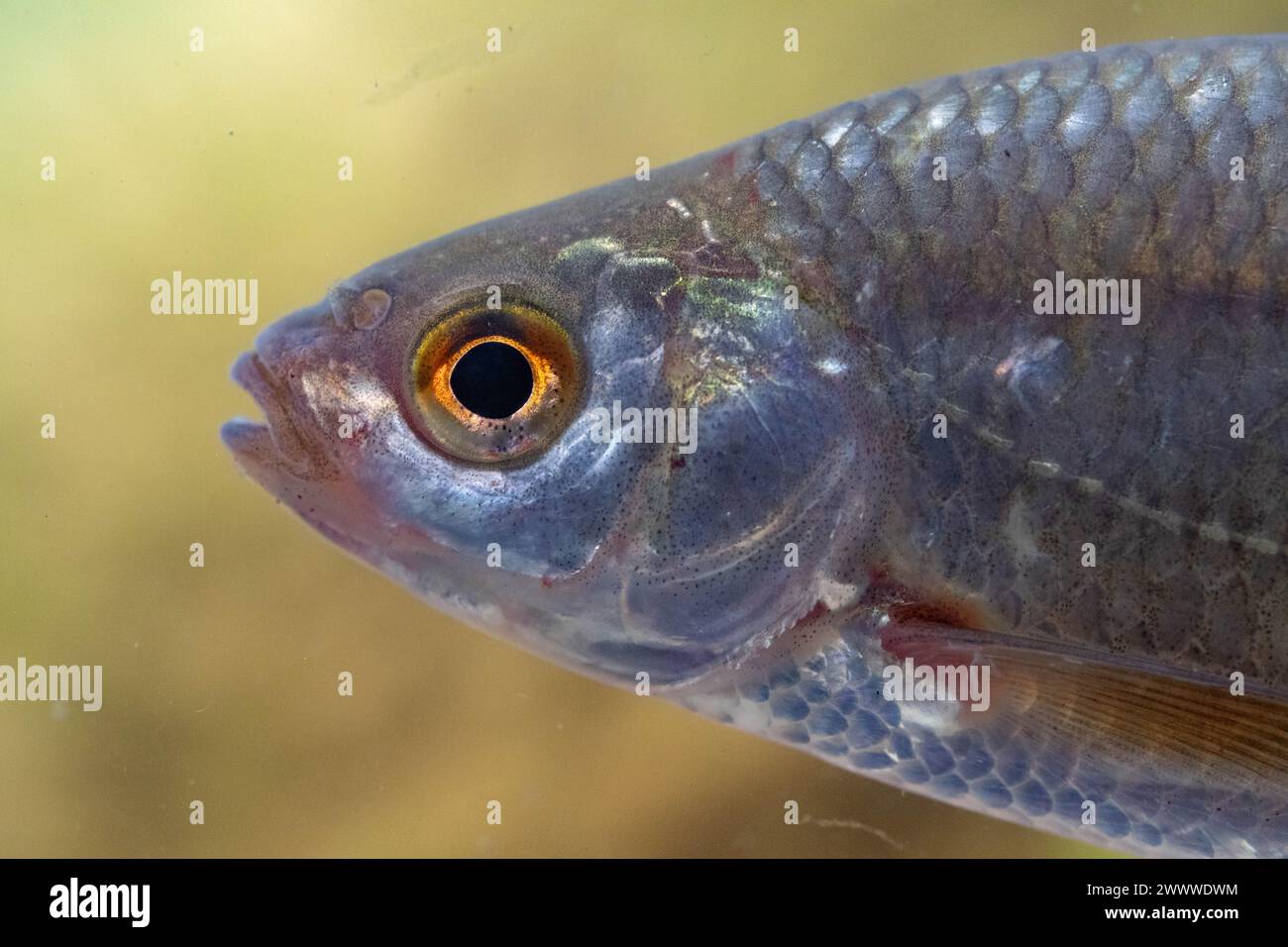 roach x rudd hybrid adult fish Stock Photo - Alamy