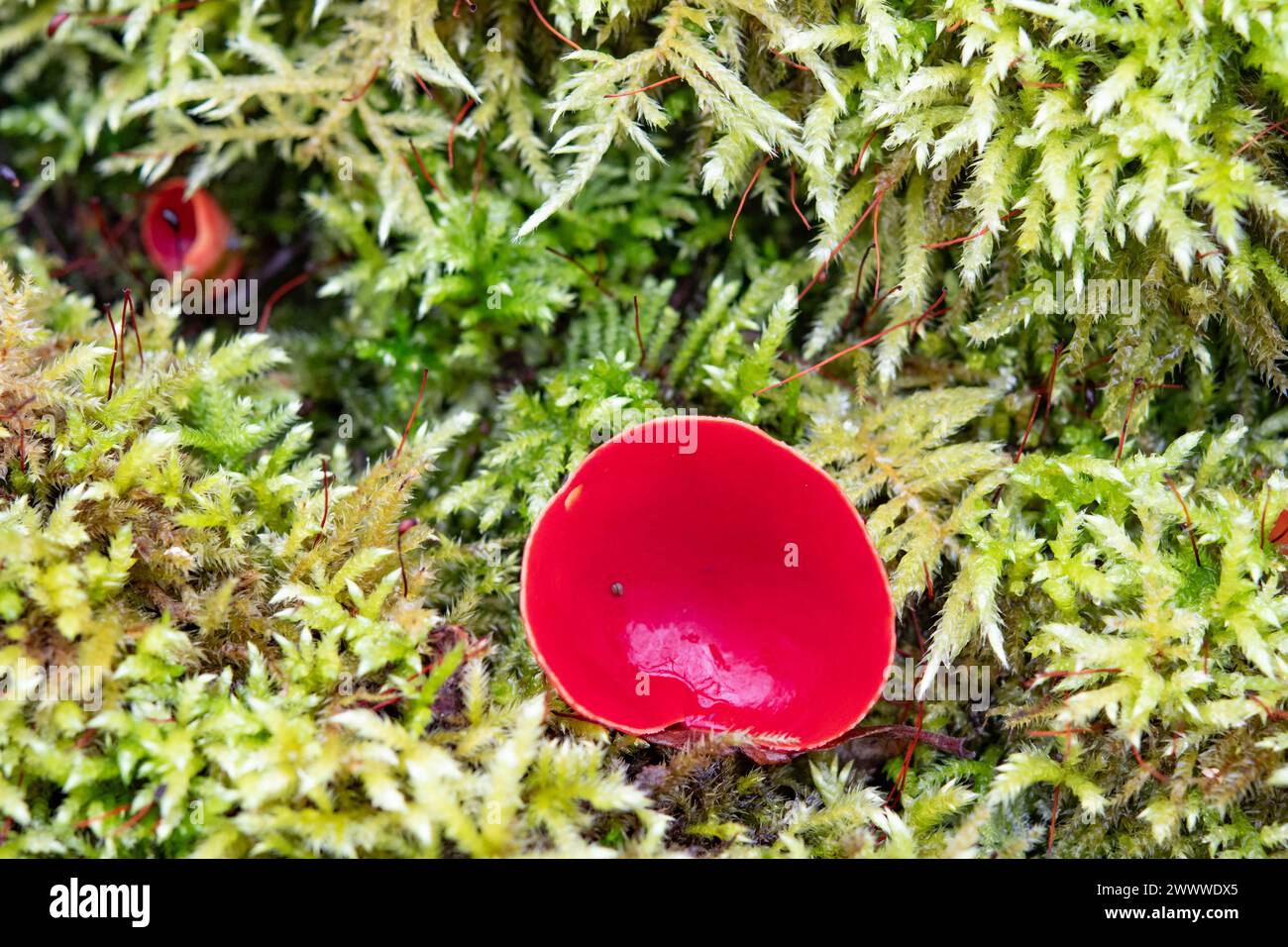 scarlet elf cap mushroom in millers dale Stock Photo - Alamy