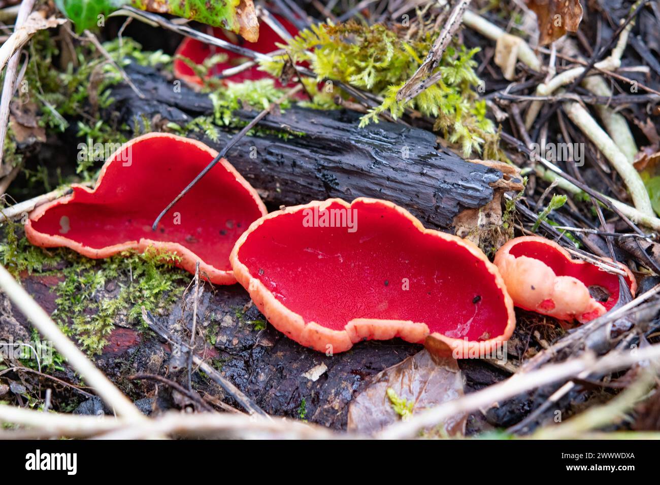 scarlet elf cap mushroom in millers dale Stock Photo - Alamy