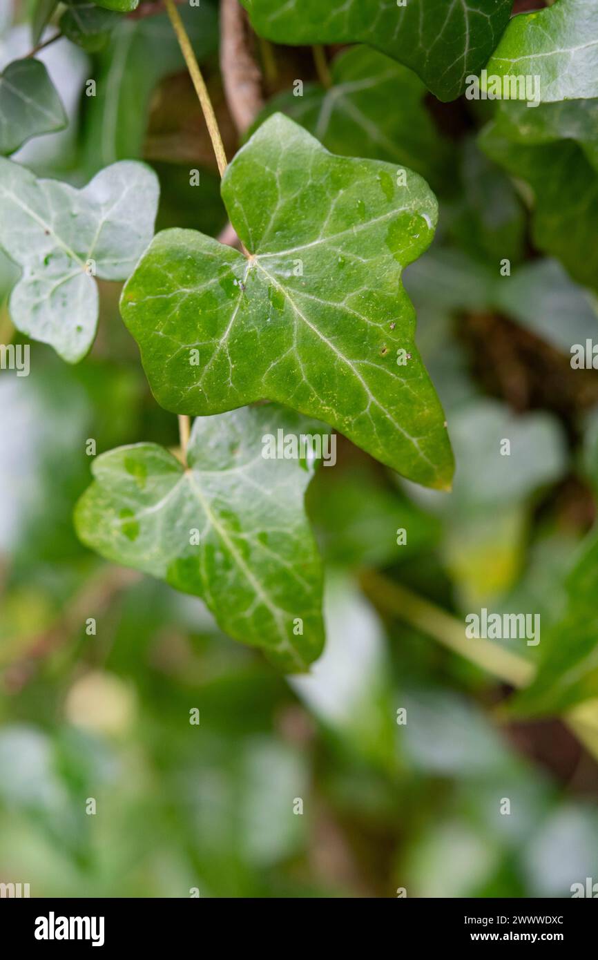 ivy leaves close up Stock Photo - Alamy