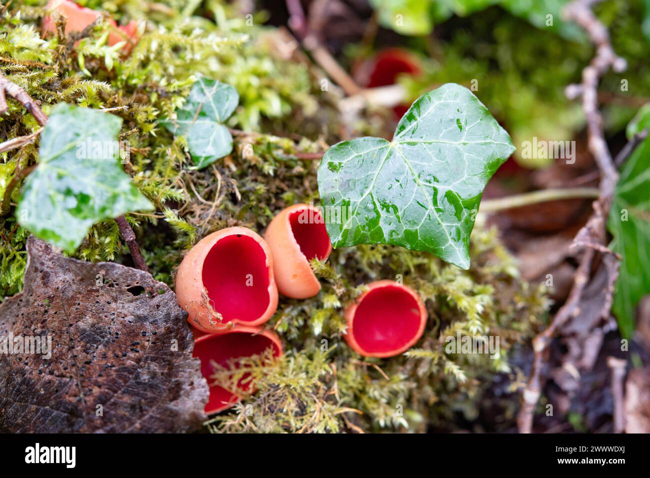 The scarlet elf cap hi-res stock photography and images - Alamy