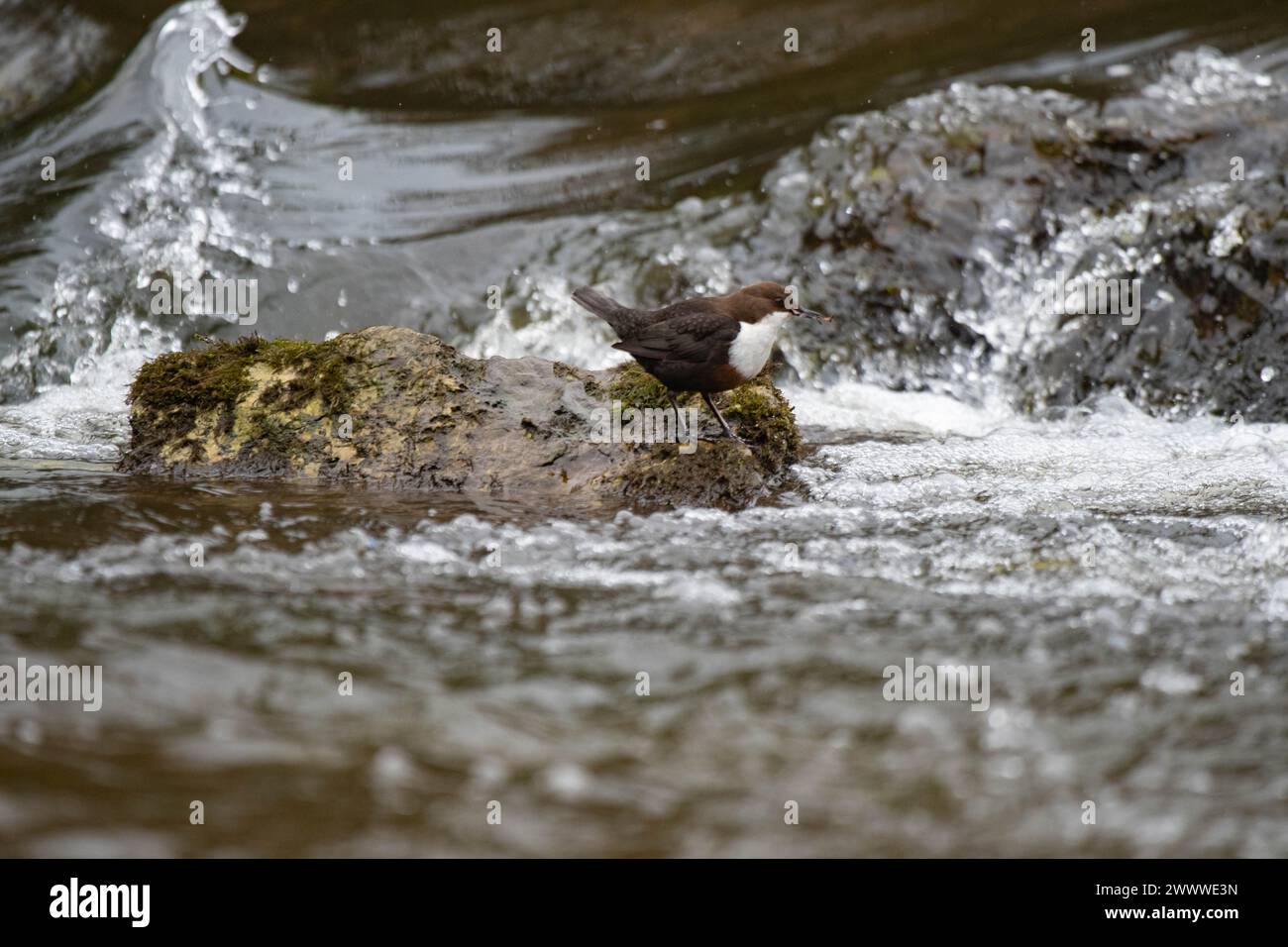 dipper on a large rock Stock Photo - Alamy